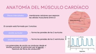 Músculo cardíaco el corazón como bomba y la función de las válvulas ...