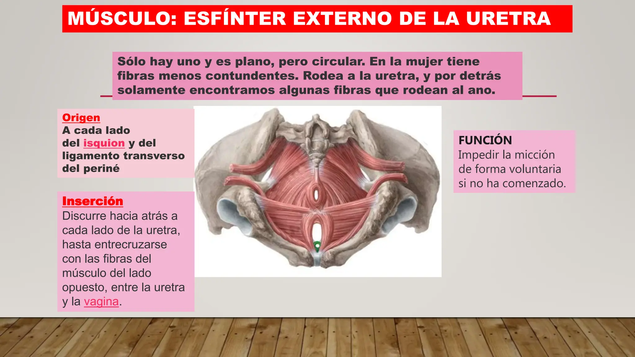 musculo de la pelvis sus partes y caracteristicas | PPTX