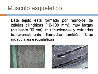 Músculo esquelético | PPTX
