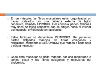 Músculo esquelético | PPTX