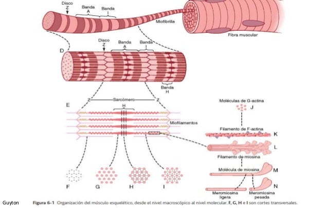 Músculo esquelético - Grupo 202 - Equipo 5 -UABC ECS