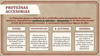 Anatomia en la ingenieria bionica: Músculo Esquelético | PDF