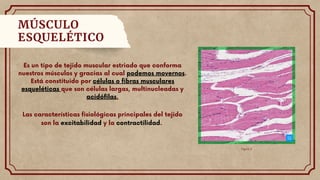 Anatomia en la ingenieria bionica: Músculo Esquelético | PDF