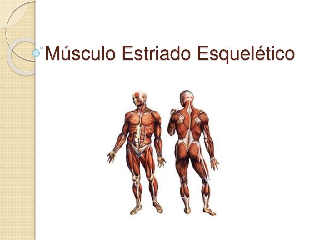 Músculo estriado esquelético