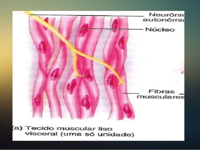 Músculo liso - Fisiologia
