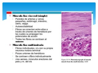 Músculo liso | PPT
