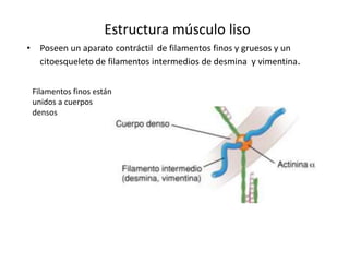 Músculo liso | PPTX