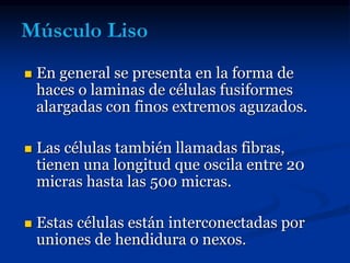 Músculo liso | PPTX