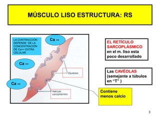 MÚSCULO LISO.ppt