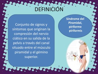 Músculo piramidal | PPTX