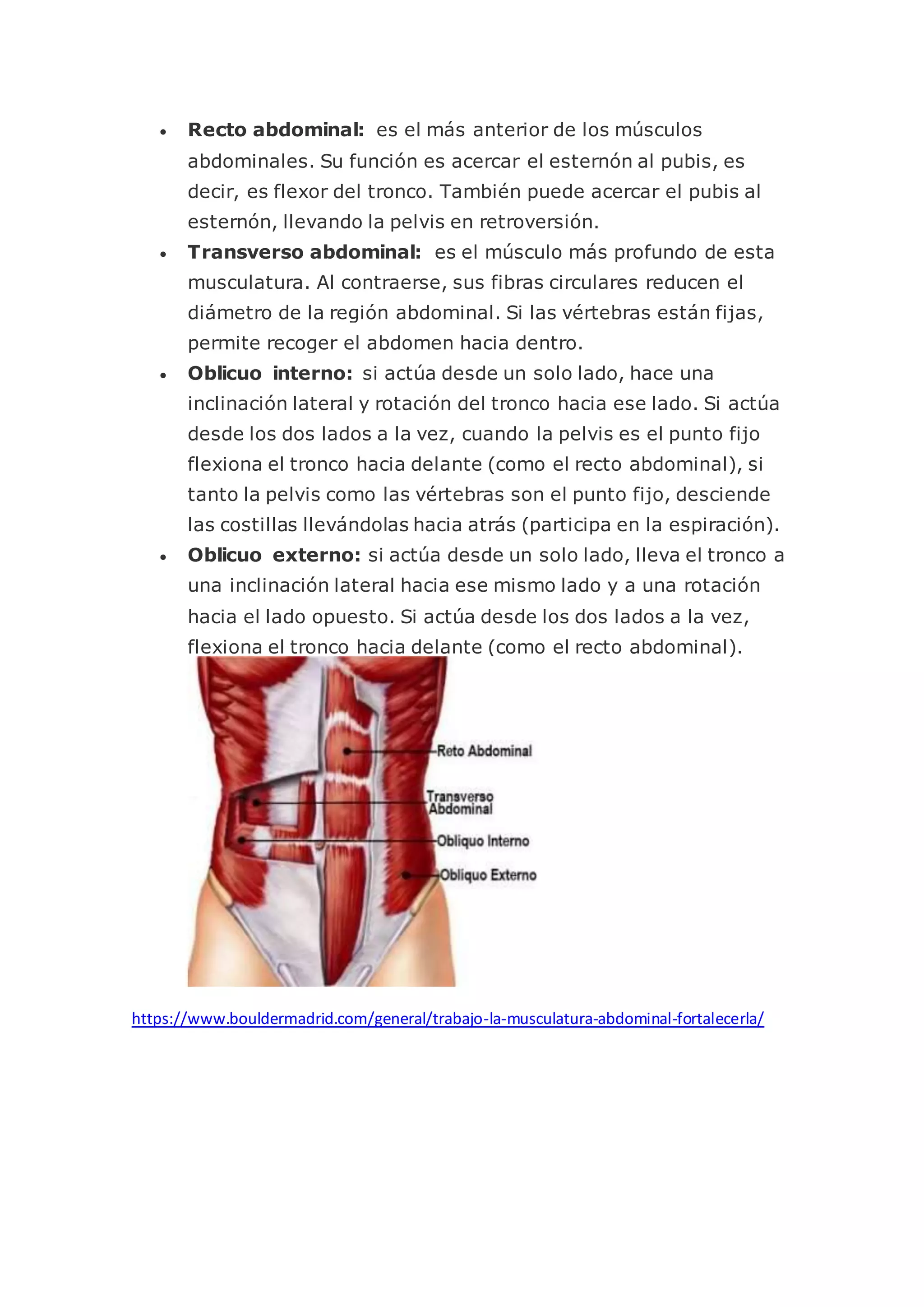 Músculo recto abdominal | DOCX