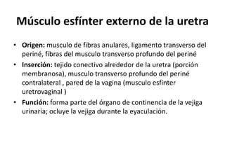 Músculos+.. | PPTX