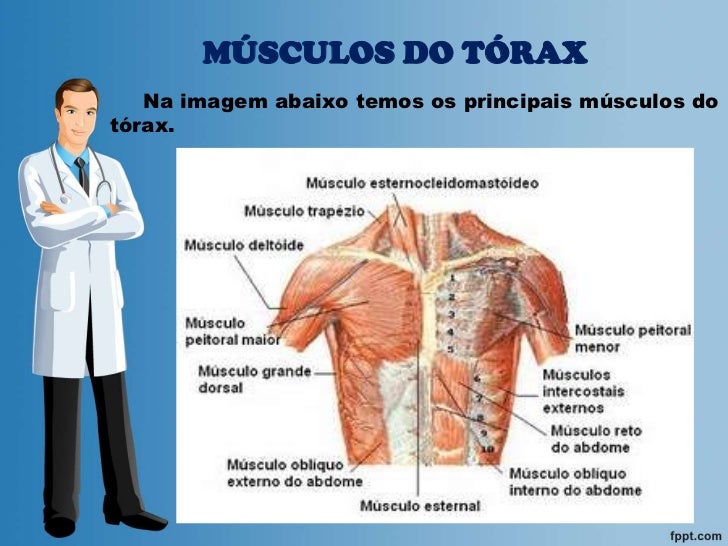 Músculos