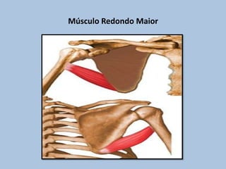 Anatomia (musculos ombro e braço) | PPTX