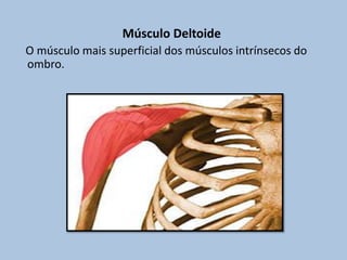 Anatomia (musculos ombro e braço) | PPTX