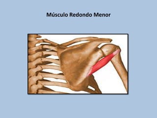 Anatomia (musculos ombro e braço) | PPTX