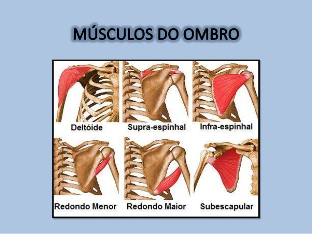 Anatomia (musculos ombro e braço)