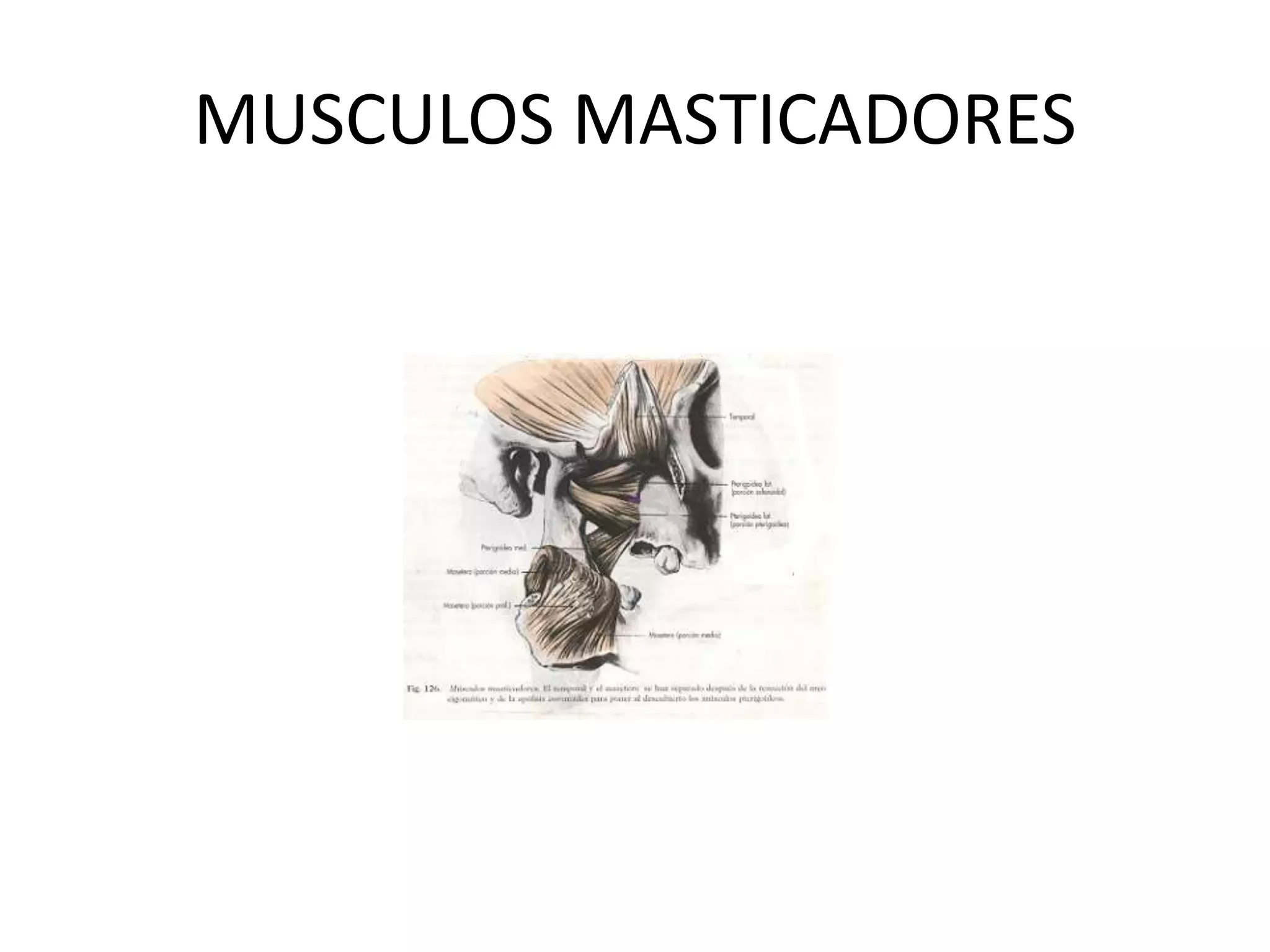 Músculos | PPT