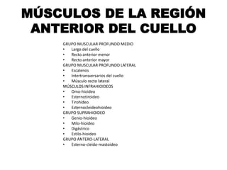 Músculos | PPTX