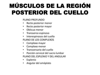 Músculos | PPTX