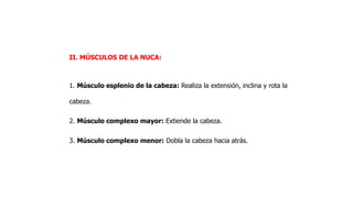 MÚSCULOS.pdf