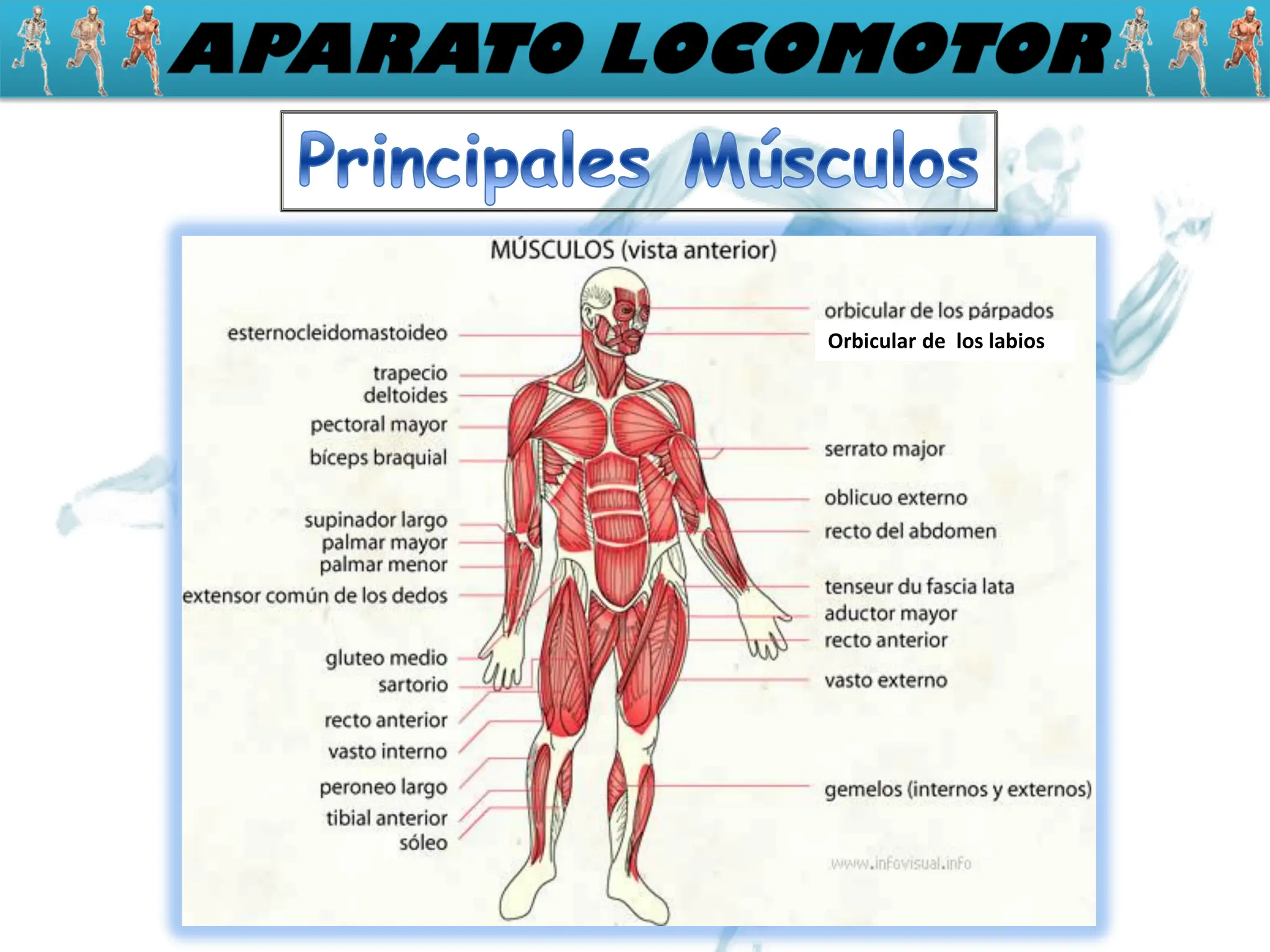 GENERALIDADES DE LOS PRINCIPALES MÚSCULOS DEL CUERPO HUMANO | PPT