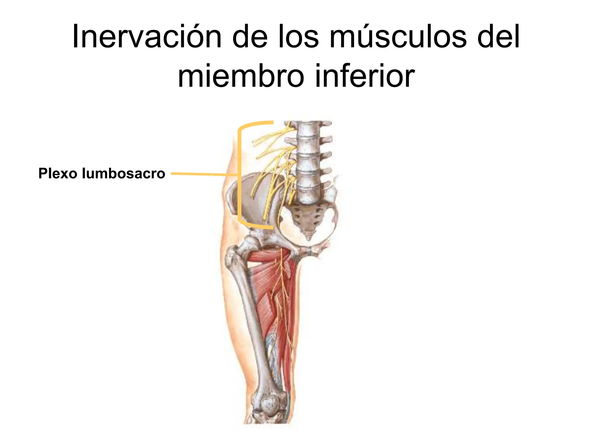 Músculos. Miembros Inferiores Enfermería.ppt