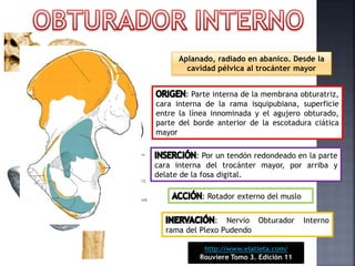Músculos del miembro inferior | PPTX