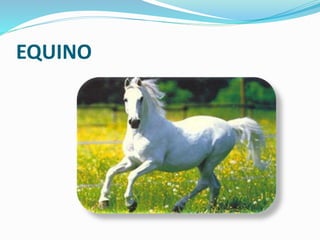 Músculos abdomen tronco y cola del equino | PPTX
