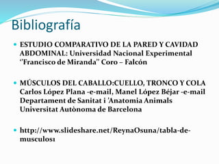 Músculos abdomen tronco y cola del equino | PPTX