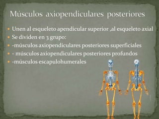 Músculos axiopendiculares anteriores | PPTX