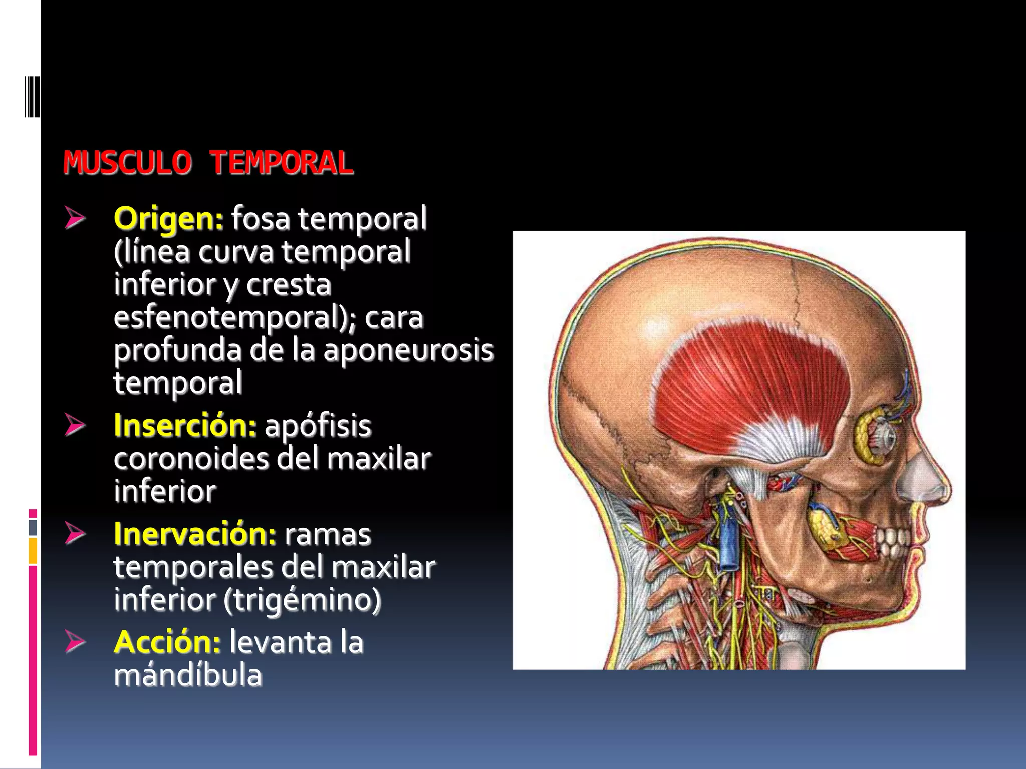 Músculos cabeza cuello | PPTX