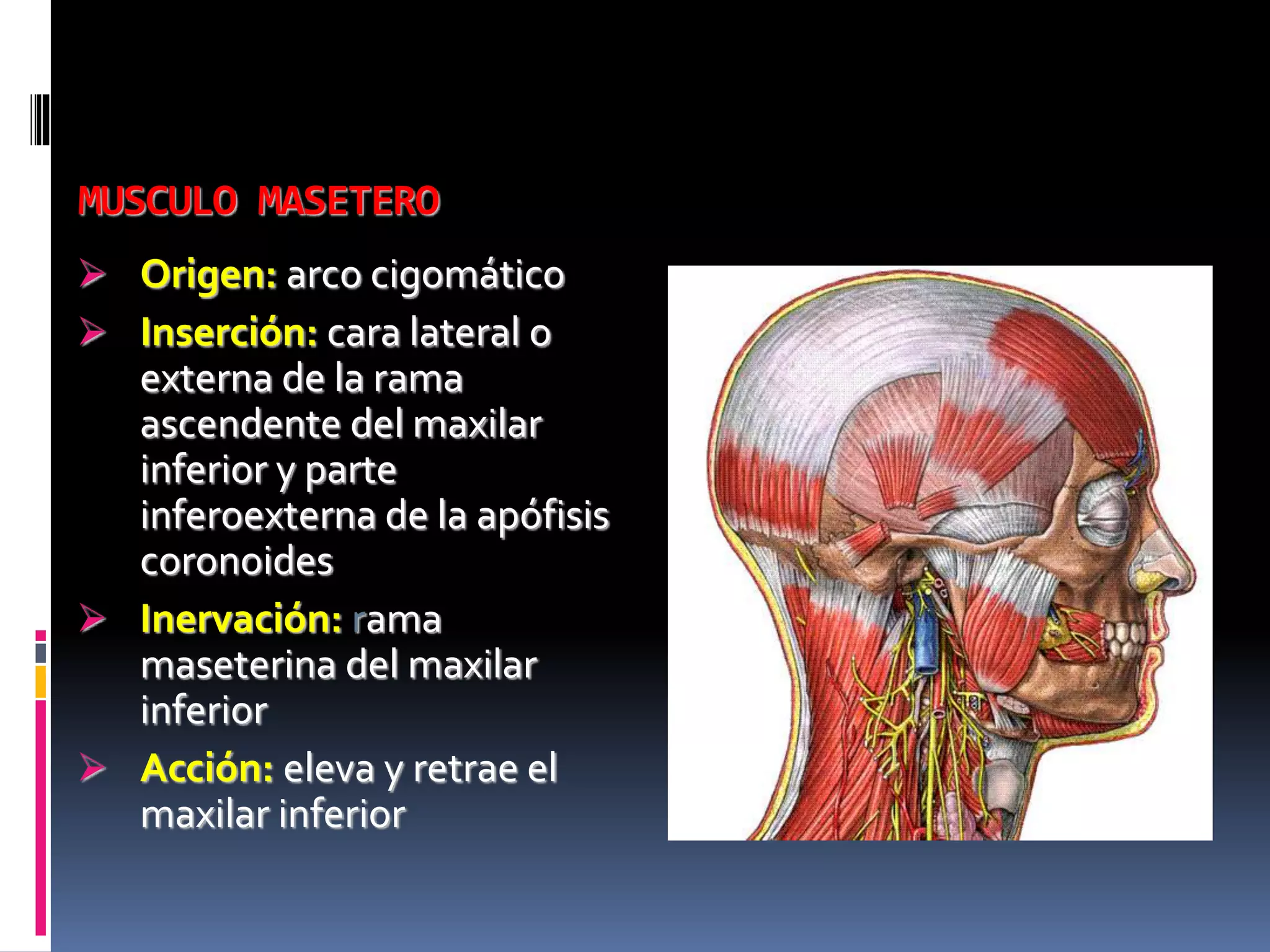 Músculos cabeza cuello | PPTX