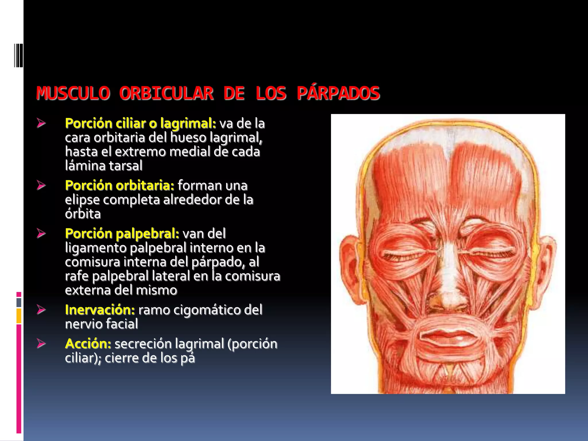 Músculos cabeza cuello | PPTX