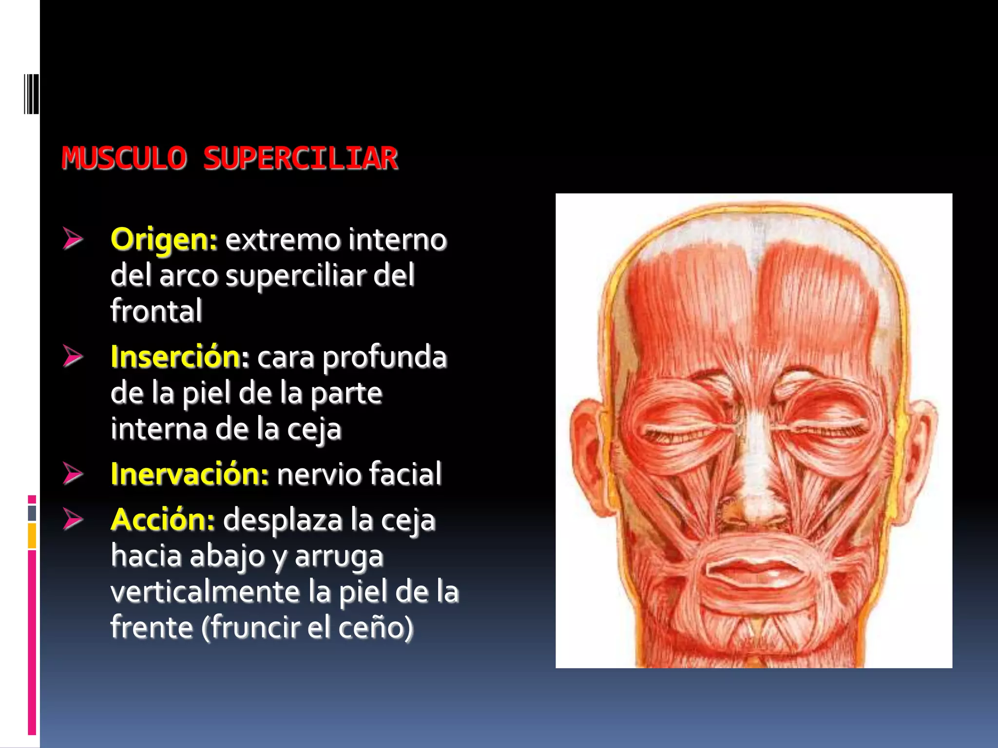 Músculos cabeza cuello | PPTX