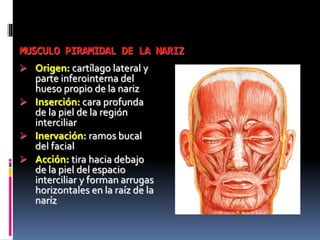 Músculos cabeza cuello | PPTX