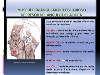 Músculos cabeza cuello | PPTX