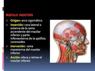 Músculos cabeza cuello | PPTX