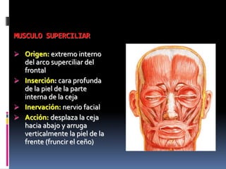 Músculos cabeza cuello | PPTX