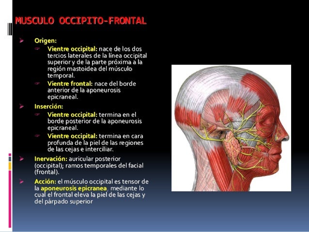 Músculos cabeza cuello