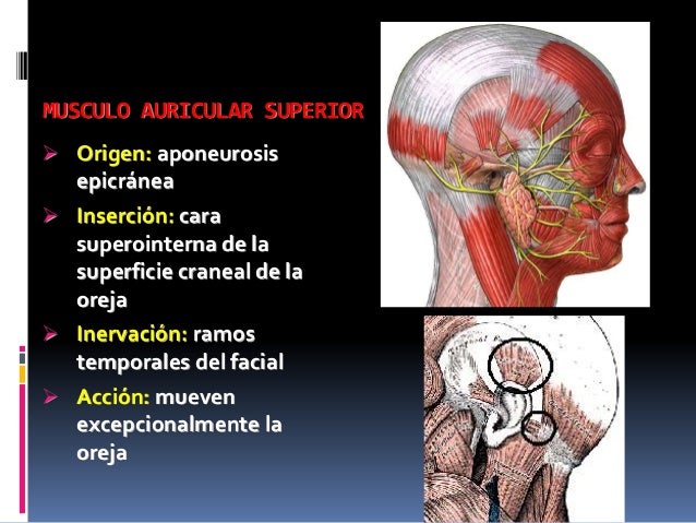 Músculos cabeza cuello