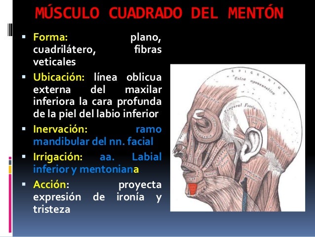 Músculos cabeza cuello