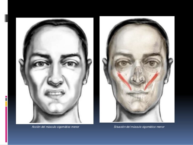 Músculos cabeza cuello