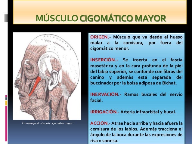 Músculos cabeza cuello