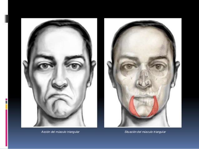 Músculos cabeza cuello