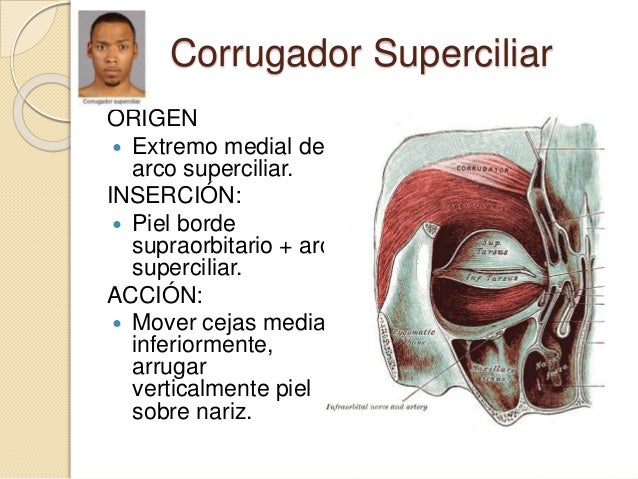 Músulos Cara y Cuello