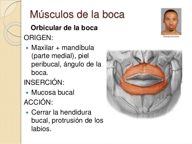 Músulos Cara y Cuello