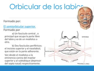Músulos Cutaneos de la Cara. | PPTX
