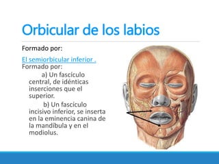 Músulos Cutaneos de la Cara. | PPTX