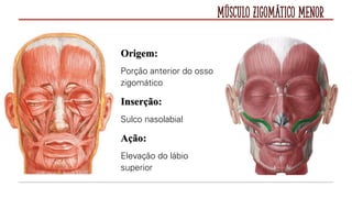 Músculos Cabeça e Pescoço, anatômia para odontologia | PDF